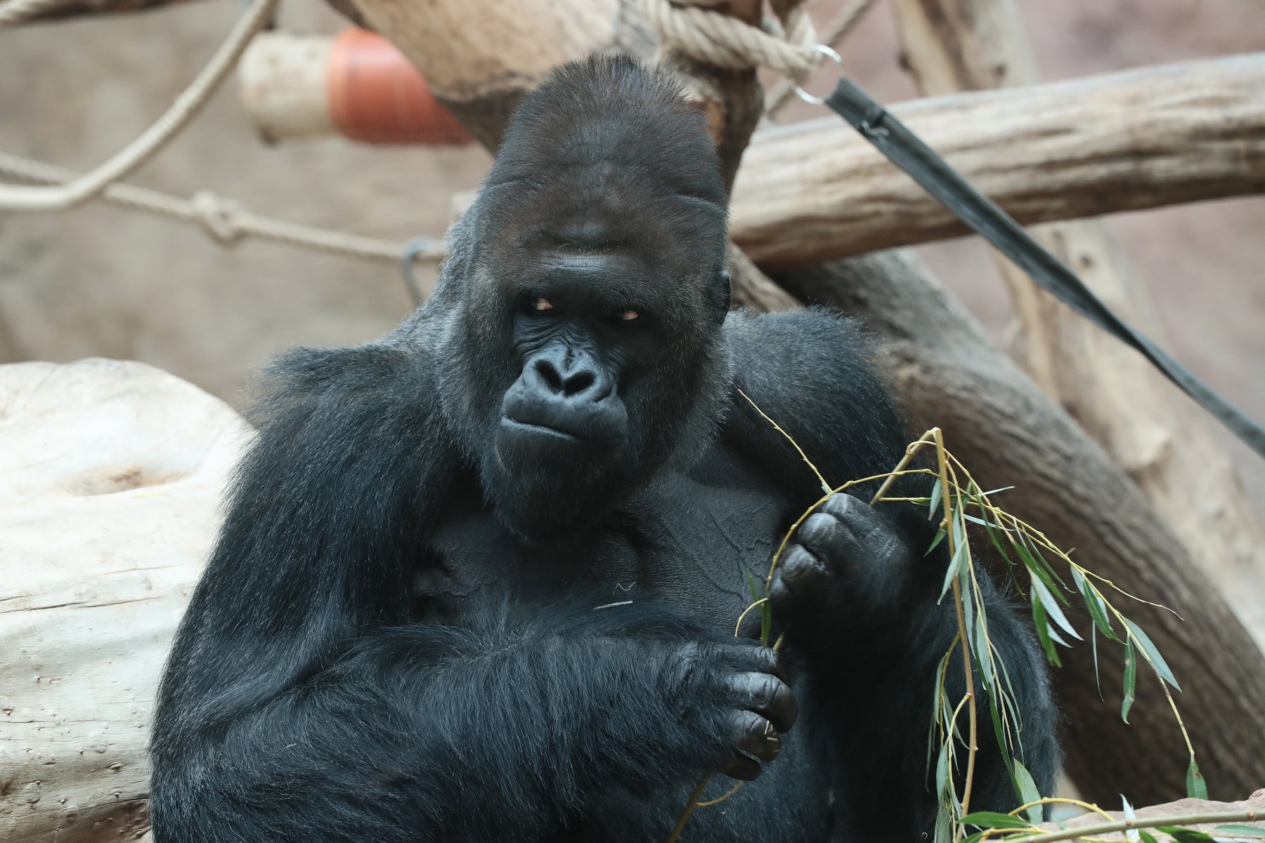 Expres Report: Mobilizace v Rusku, nový pavilon goril a návrat Rusalky ...