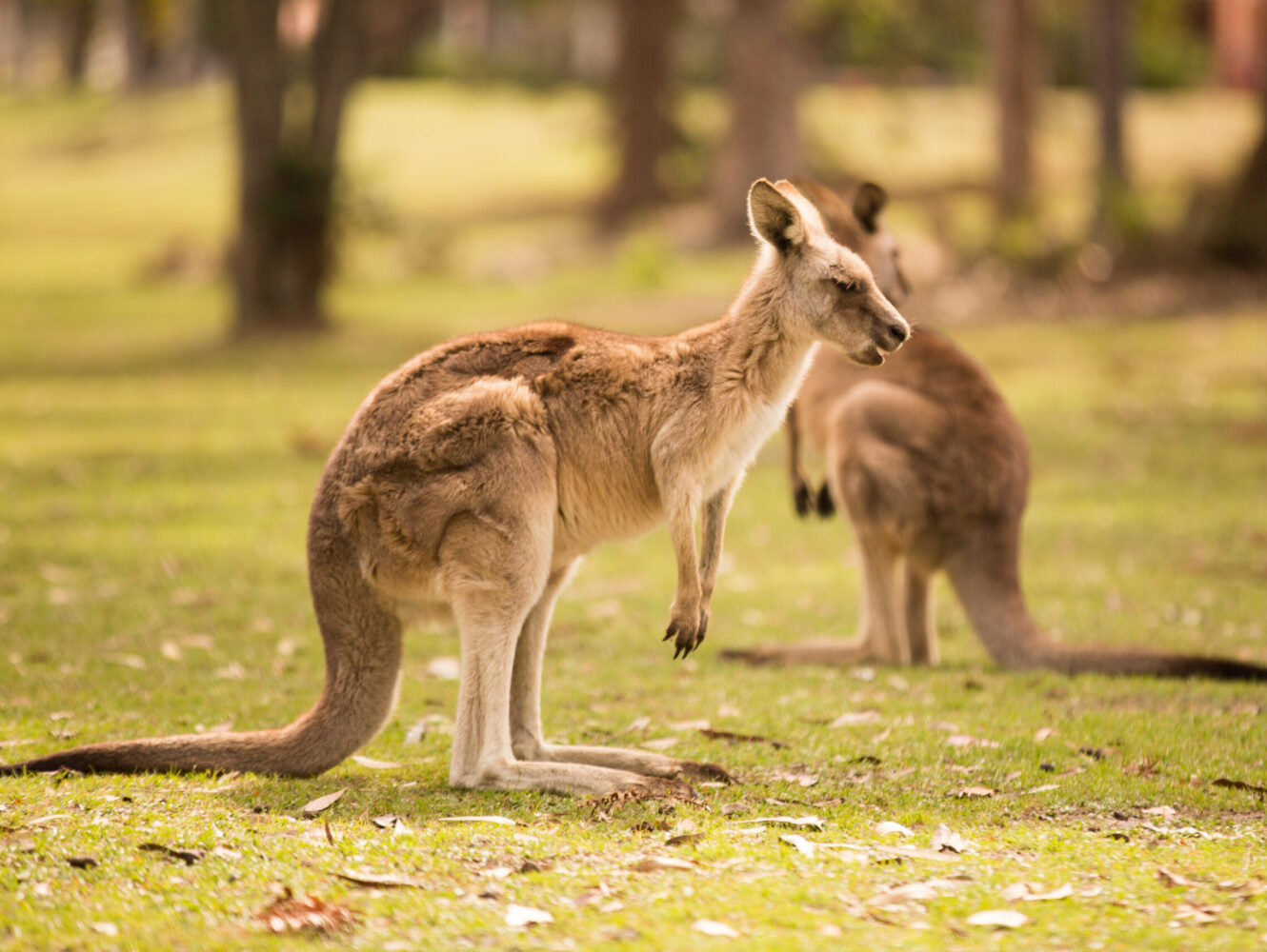Opáčko z přírodopisu: Jaký savec je nejrychlejší a k čemu má klokan ...