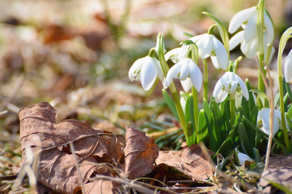 Jaro je tady: Oslavte příchod nejkrásnějšího ročního období s The ...